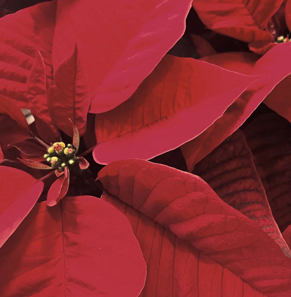 The History of the Poinsettia – Kremp Florist