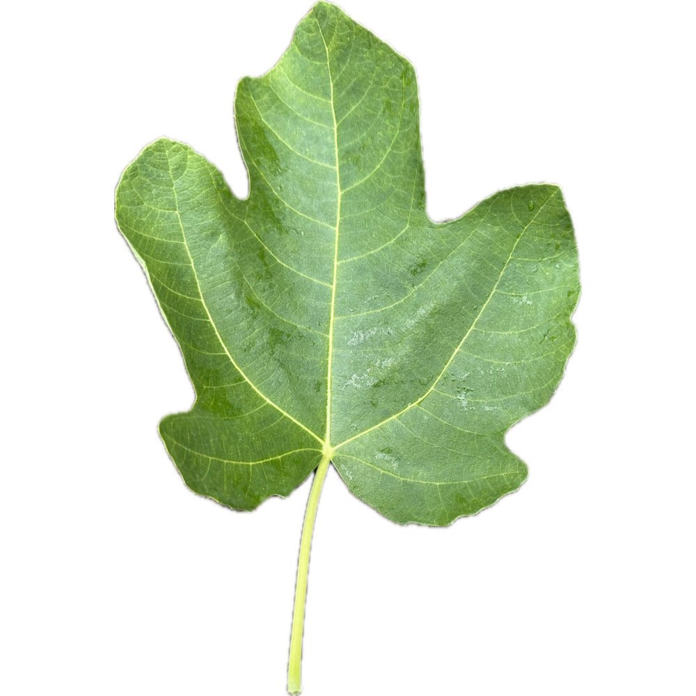 Mega Celeste Fig | Kremp Florist