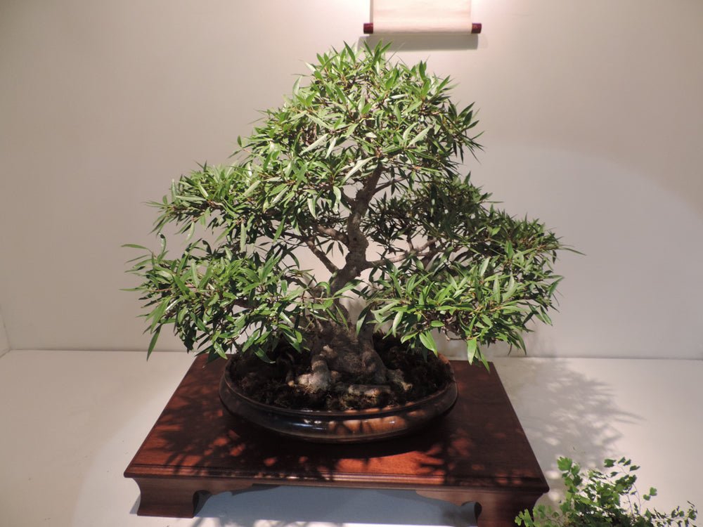 The top 6 things to know about the Philadelphia Flower Show, before you ...