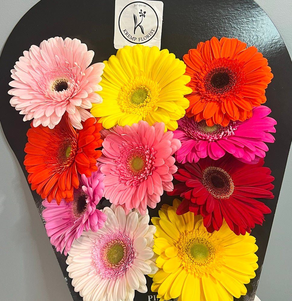 10 Stem Gerbera Daisy Special | Kremp Florist