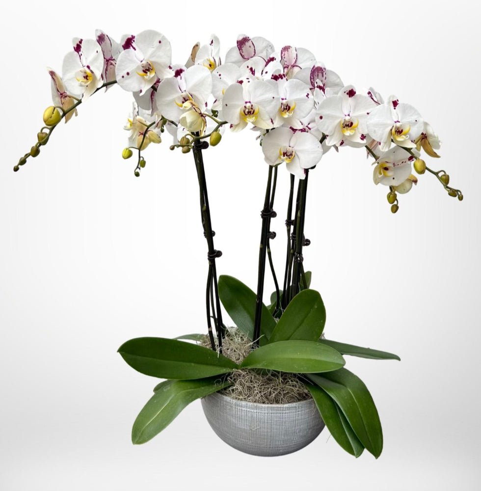 Designer Orchid Planter | Kremp Florist