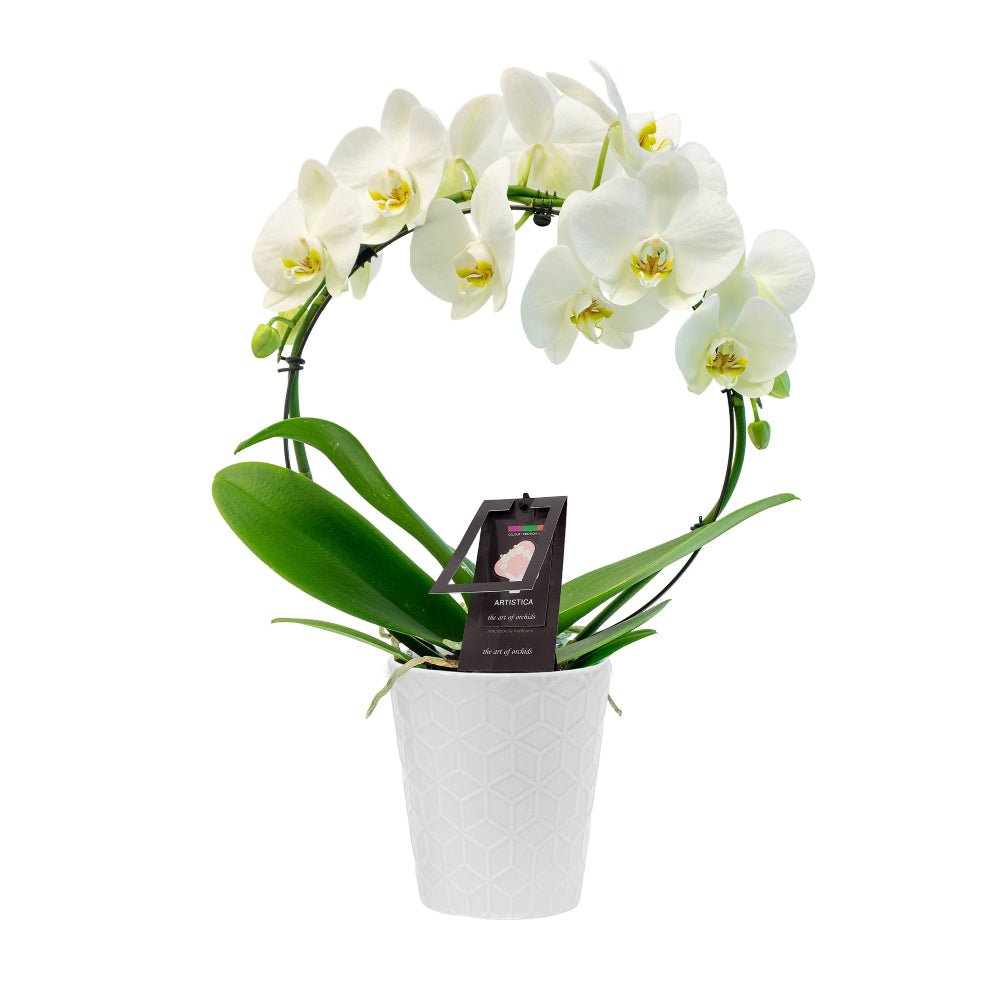 Infinity Orchid Planter | Kremp Florist