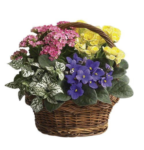Assorted Blooming Plants in Basket – Kremp Florist
