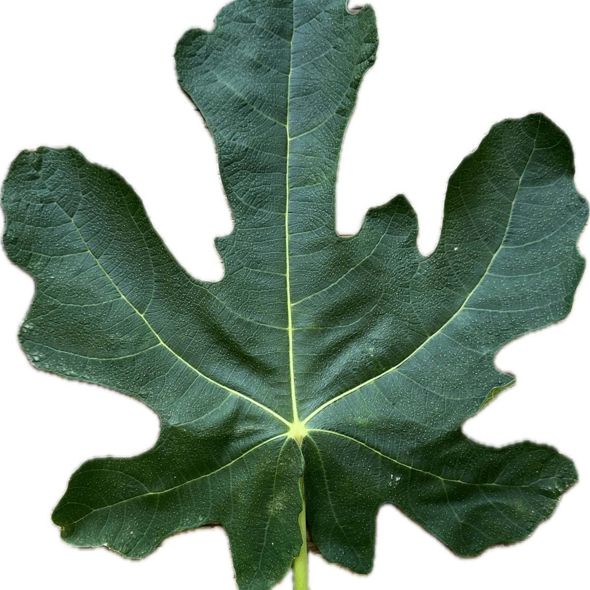 Bari Fig Tree – Kremp Florist