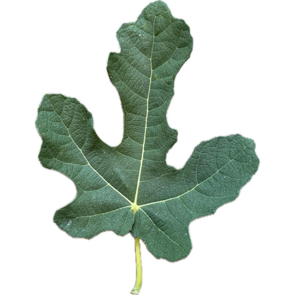 Boulevard Unknown Fig – Kremp Florist