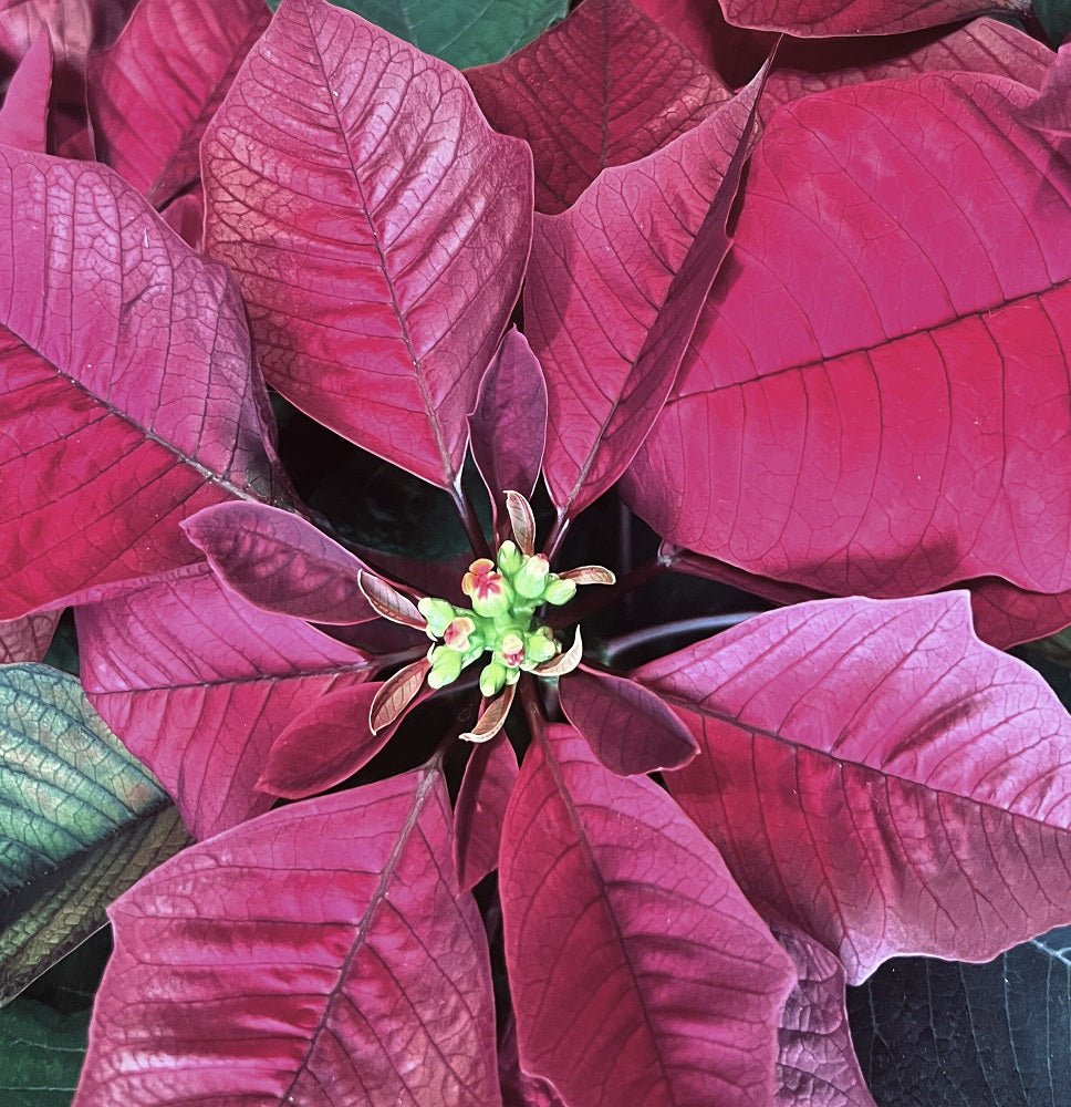Burgundy Poinsettia in Basket – Kremp Florist