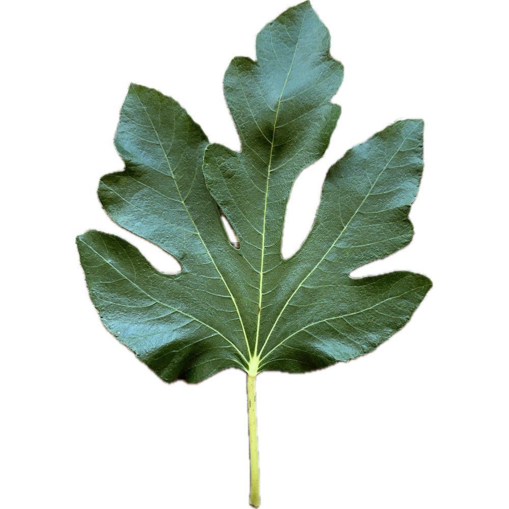 De N'Amoros Fig | Kremp Florist