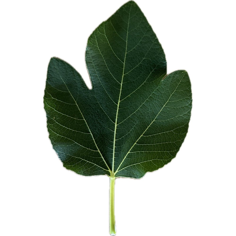 Des Roig Manyo Fig – Kremp Florist