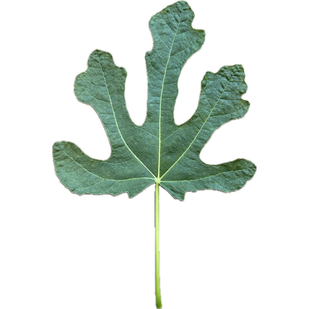 Dwarf Gold Fig – Kremp Florist
