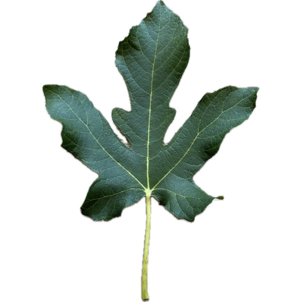 Izmir Fig – Kremp Florist