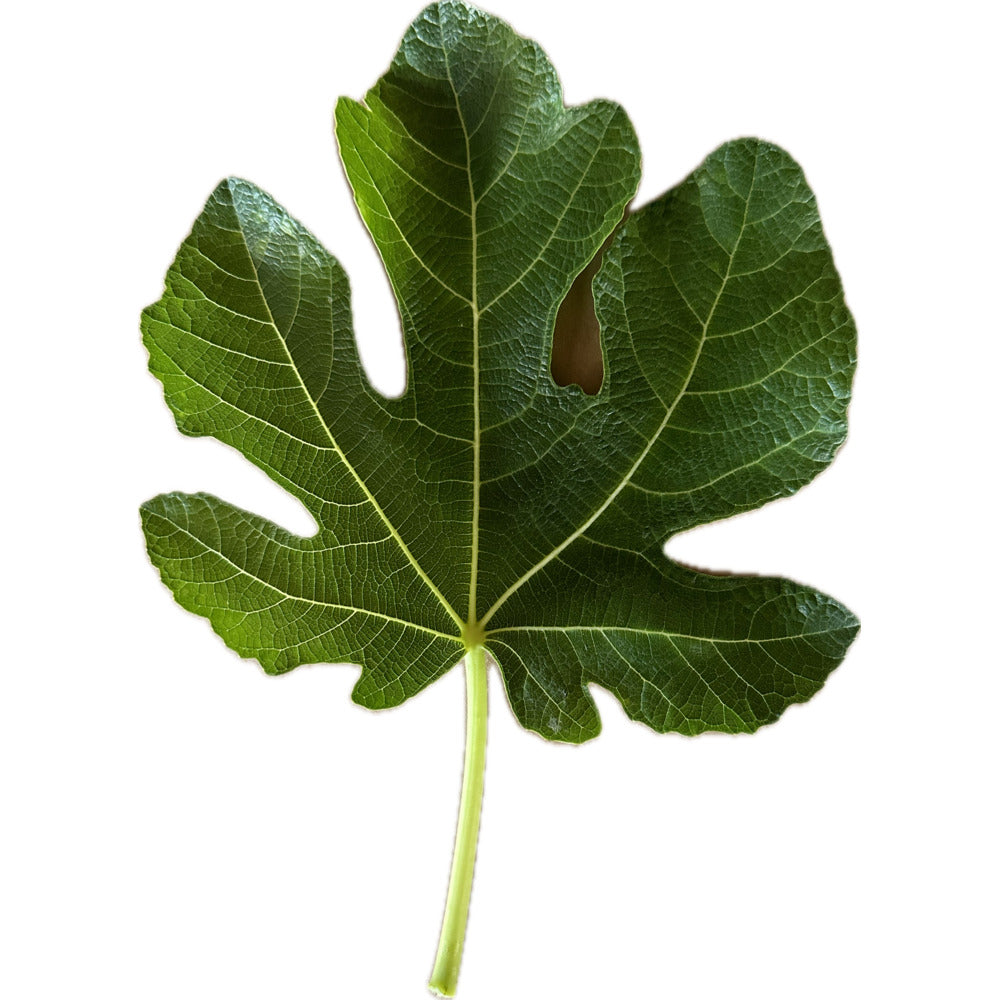 Lloral Fig | Kremp Florist