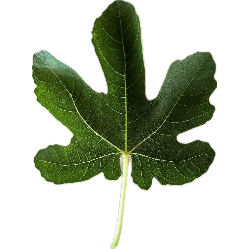Mission SLO Black Fig | Kremp Florist