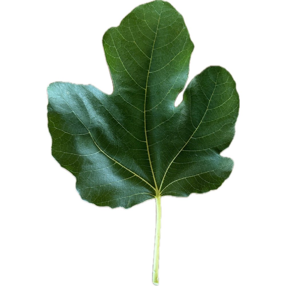 Morro de Bou Fig | Kremp Florist