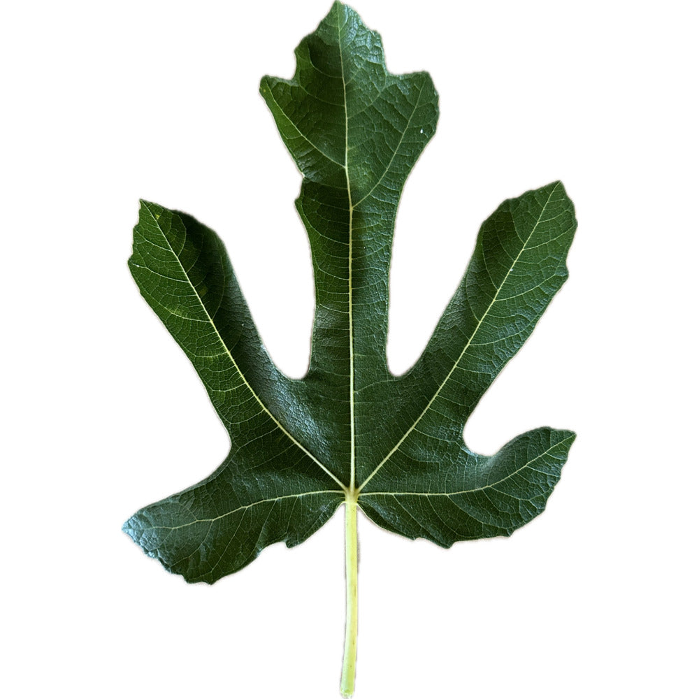 Nero 600m fig – Kremp Florist
