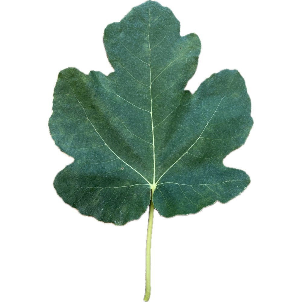 TC-12 Fig | Kremp Florist