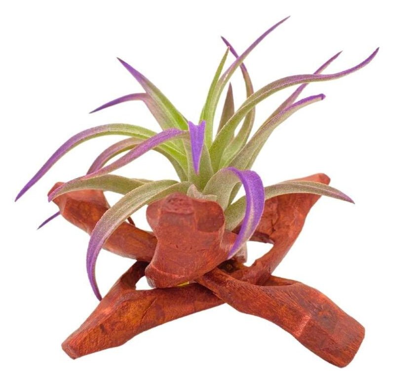 Tripod Air Plant | Kremp Florist