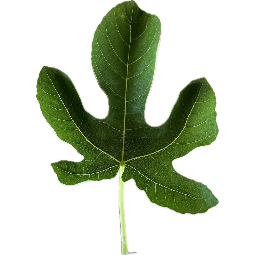 Texas Peach Fig | Kremp Florist