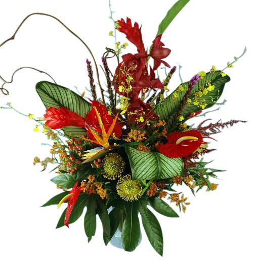 Tropical Eruption – Kremp Florist