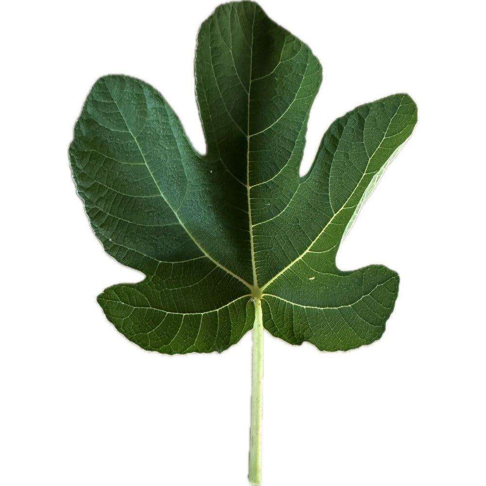 Unghiarolo Fig | Kremp Florist