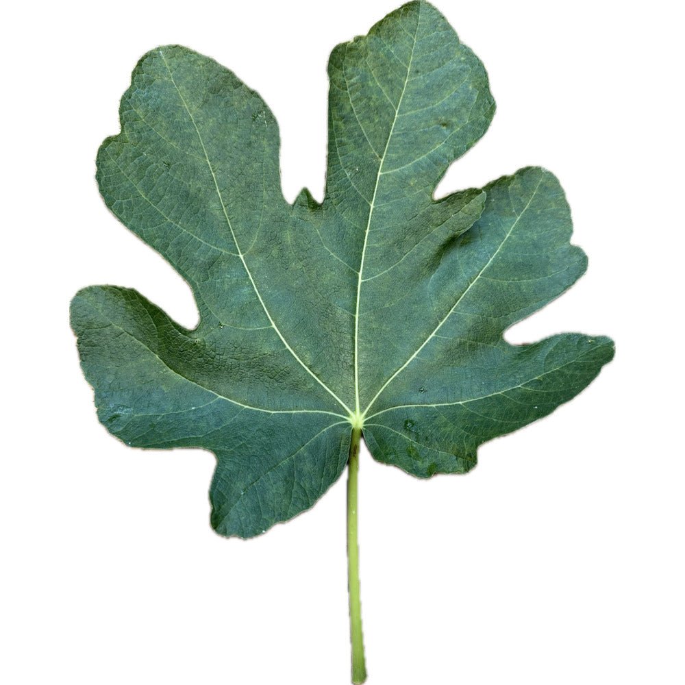 Verdal Ibiza Fig | Kremp Florist