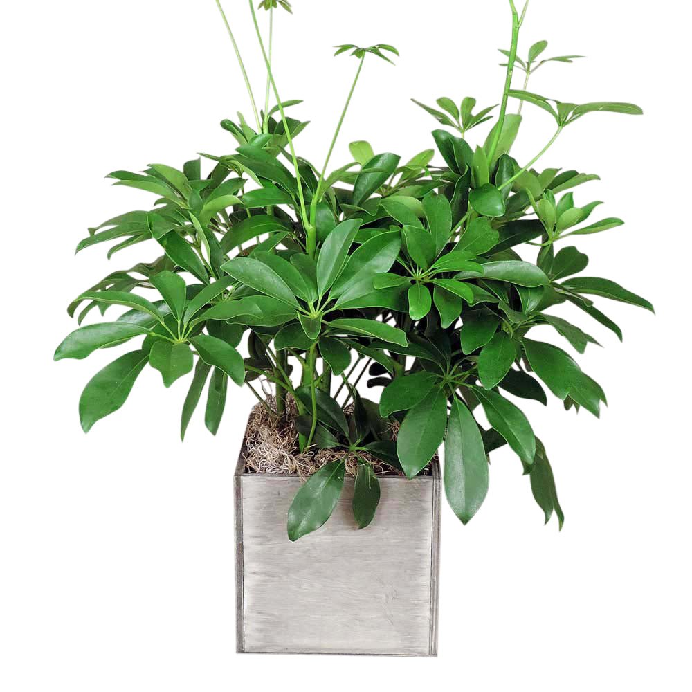Arboricola Plant in Wooden Cube – Kremp Florist