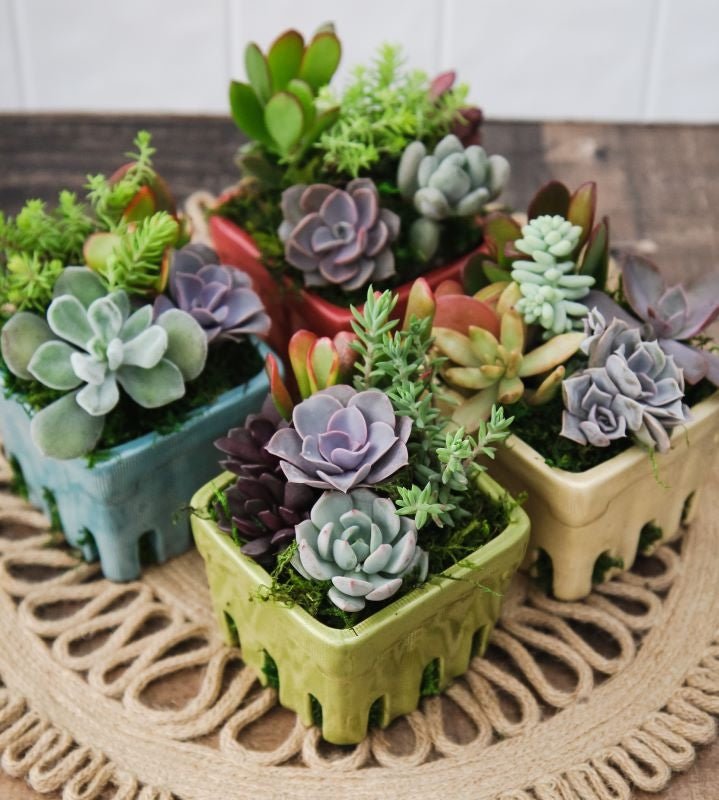 Berry Basket Succulent Garden – Kremp Florist