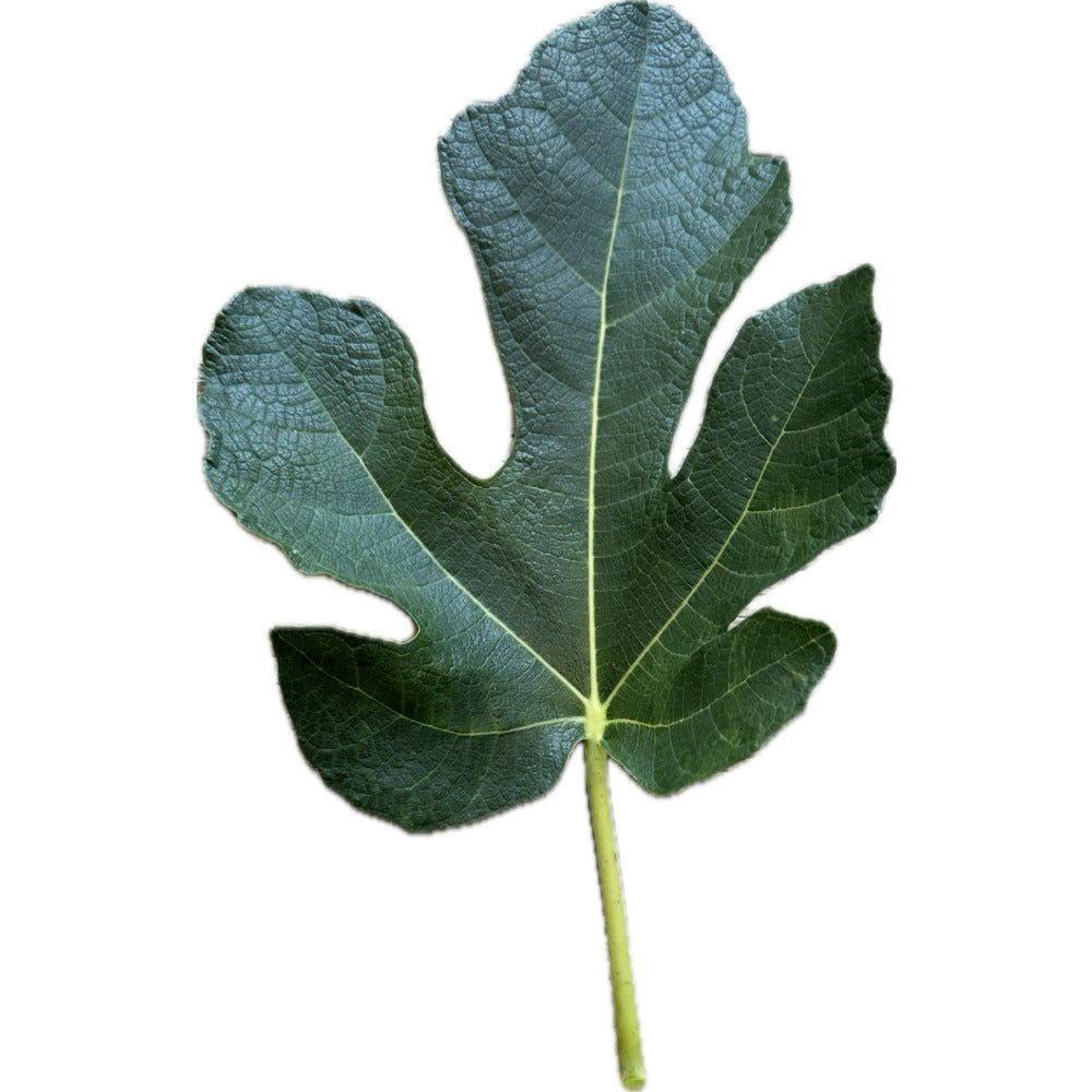 Bordissot Rosa Fig – Kremp Florist