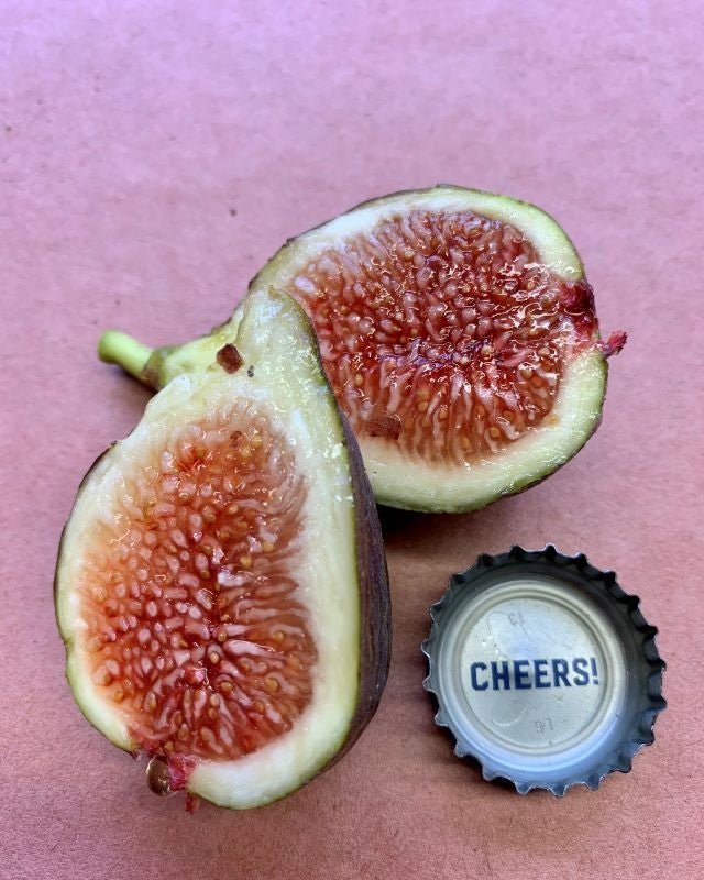 Cavaliere Fig – Kremp Florist