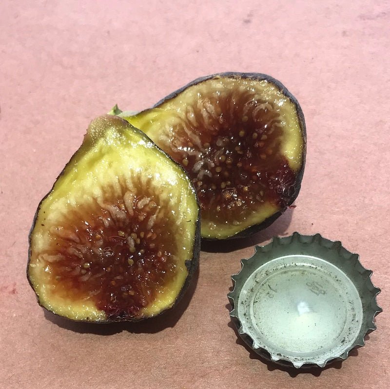 Ciliegia Dolce Fig – Kremp Florist
