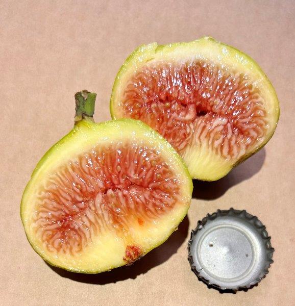 Da Ponte Fig – Kremp Florist