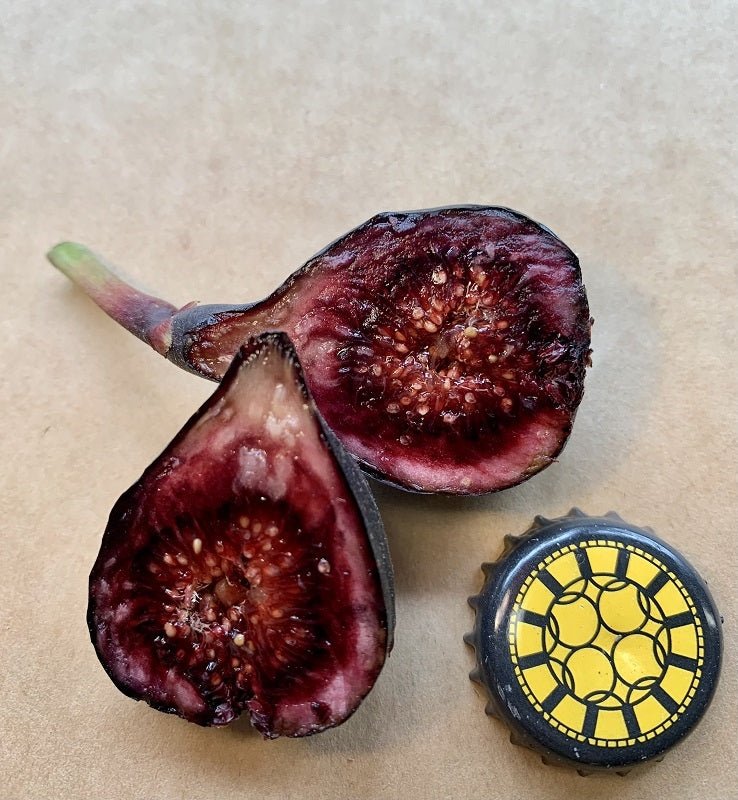 De s'Avenc Fig – Kremp Florist