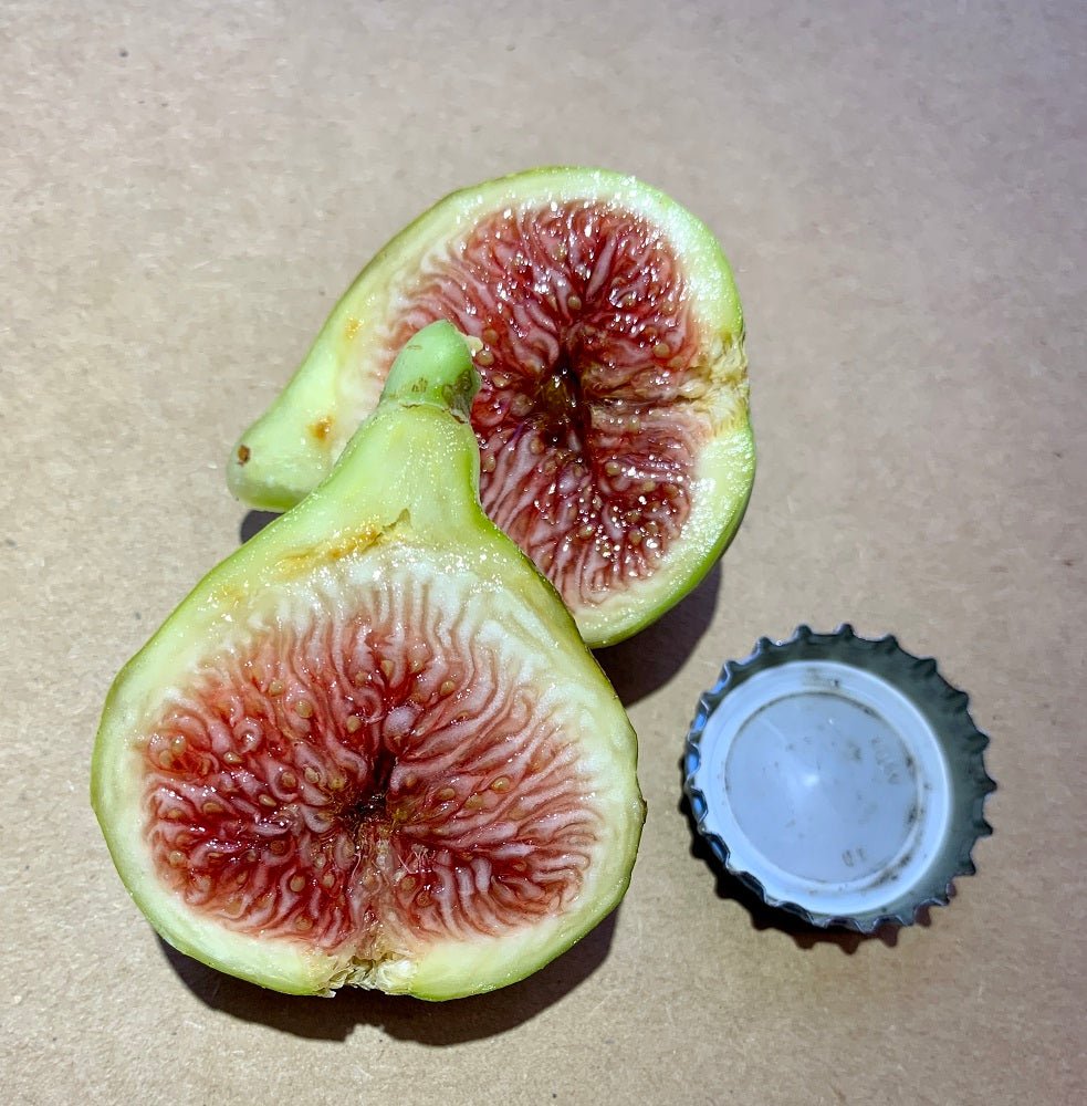Dels Ermitans Fig – Kremp Florist