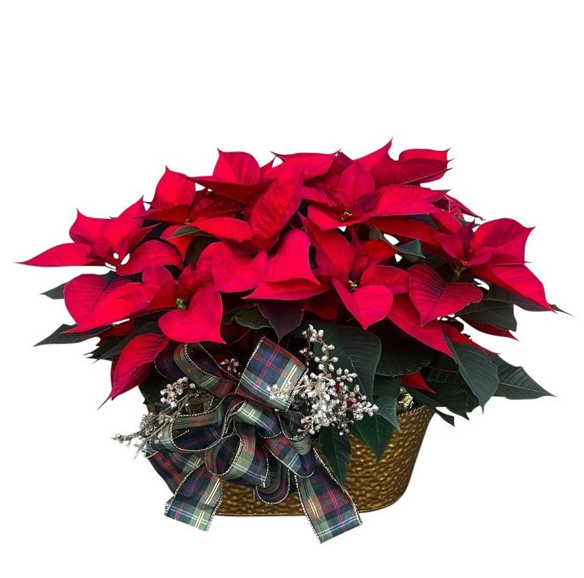 Deluxe Poinsettia Planter | Kremp Florist