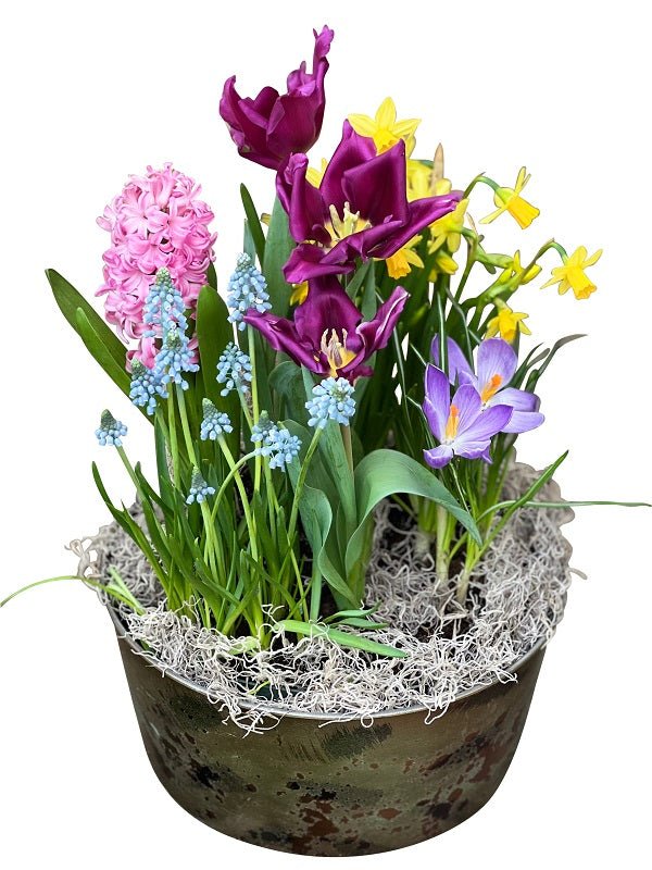 Easter Blooming Bulb Garden – Kremp Florist