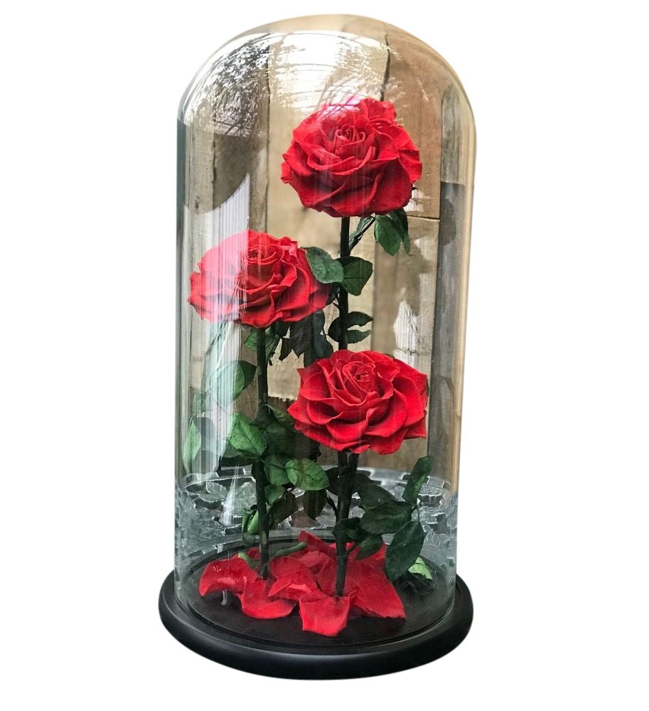 Enchanted Beauty Triple Rose – Kremp Florist