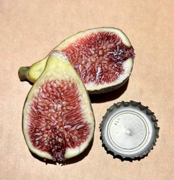 Galicia Negra Fig – Kremp Florist