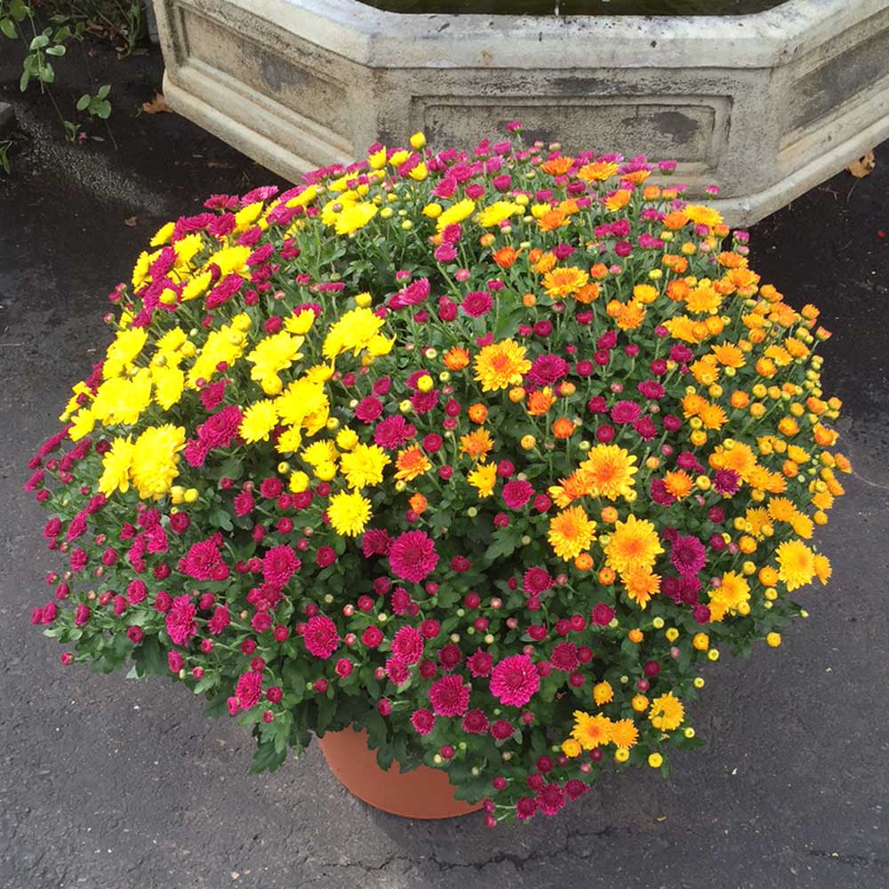 Garden Mum Patio Pot – Kremp Florist