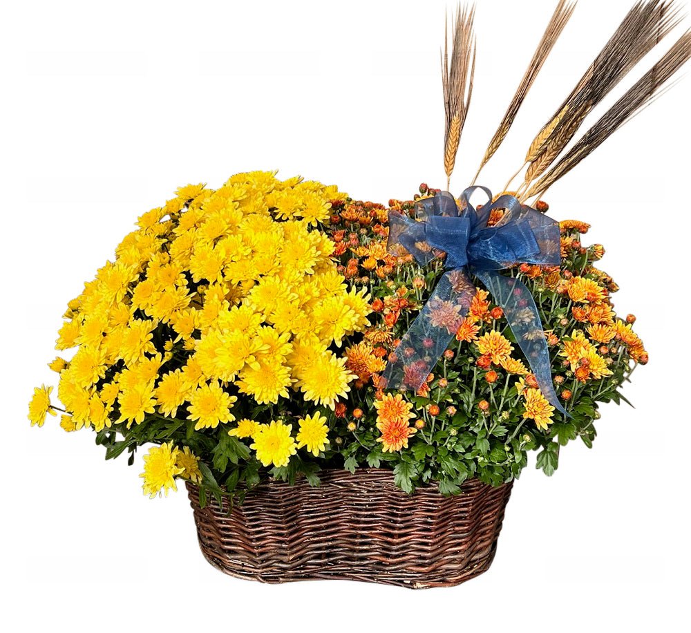 Garden Mum Planter – Kremp Florist