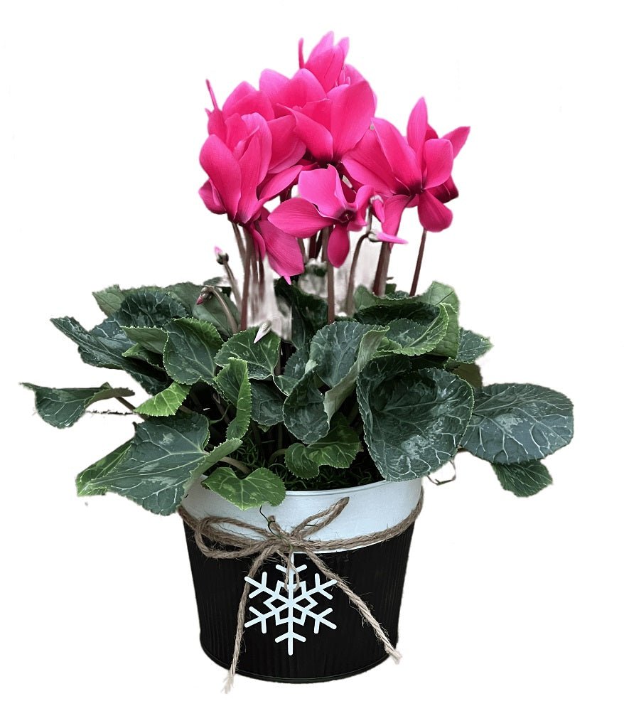 Holiday Cyclamen – Kremp Florist