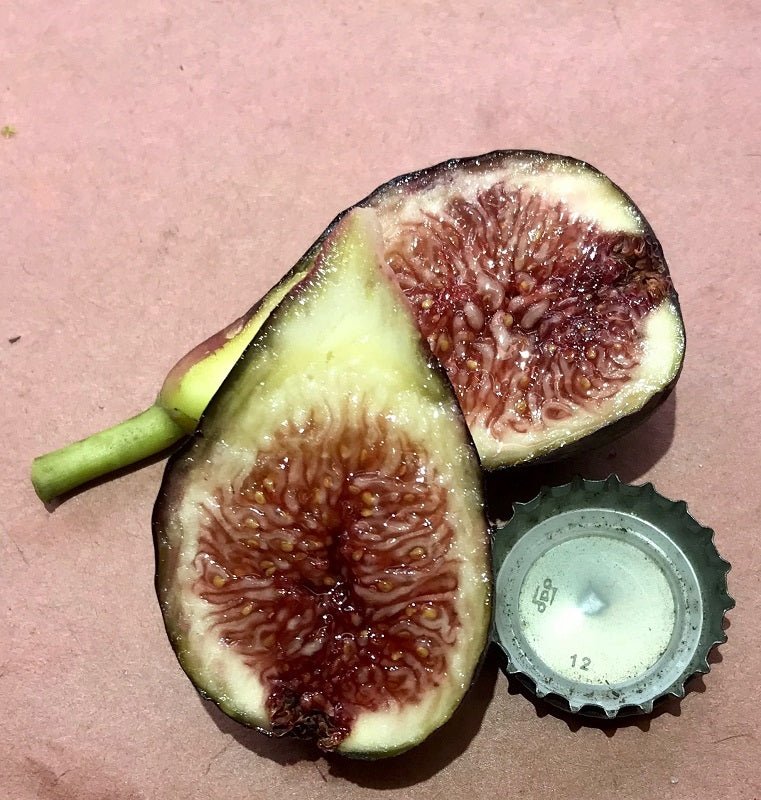 Black Ischia UC Davis Fig – Kremp Florist