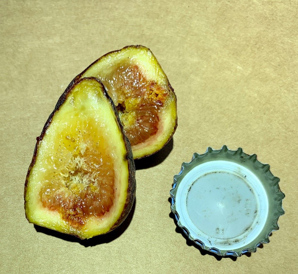 Jebba Fig – Kremp Florist