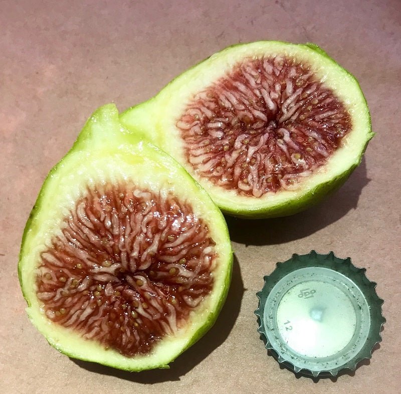Adriatic JH Fig – Kremp Florist