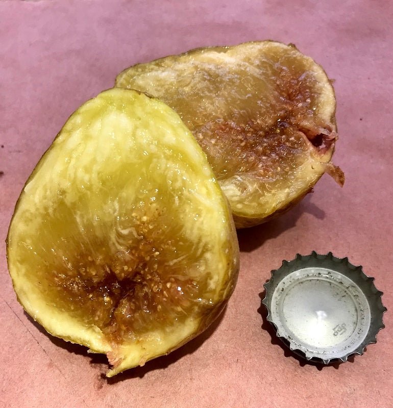 Longshoreman Unknown Fig – Kremp Florist