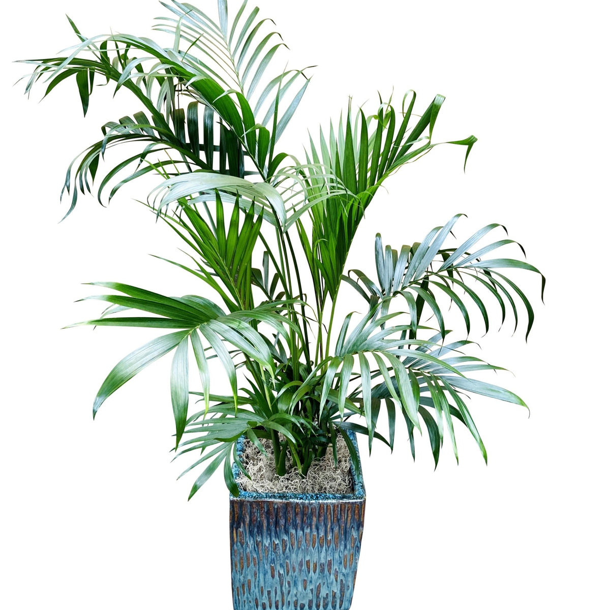 Palm Tree – Kremp Florist