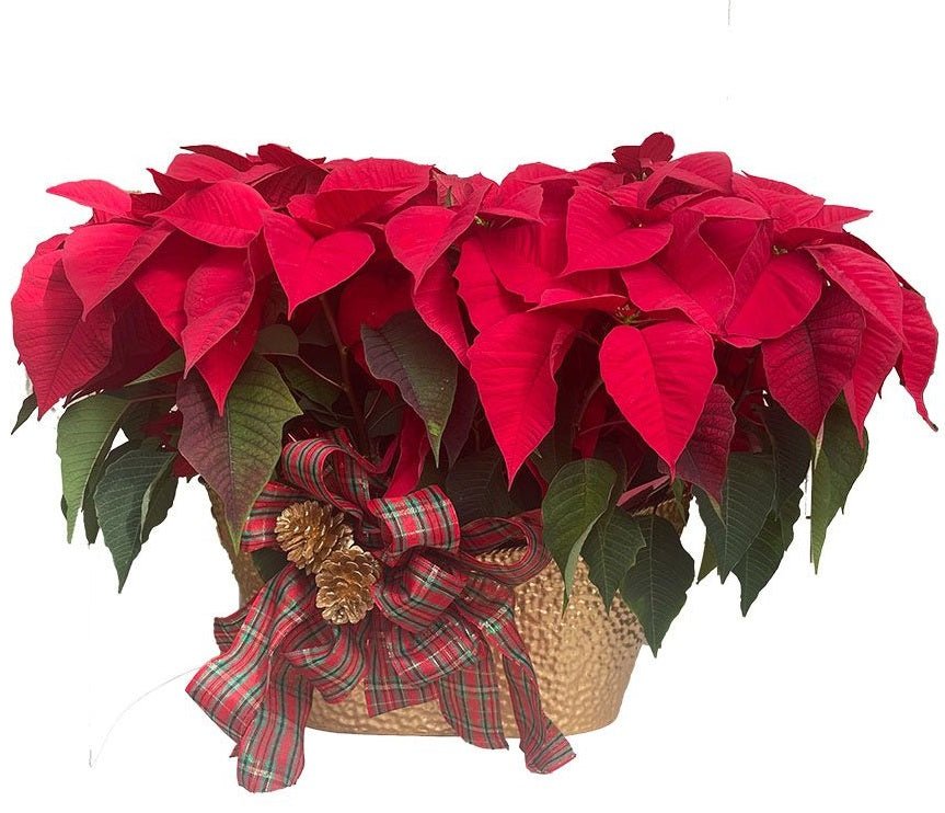 Luxury Poinsettia| Kremp Florist
