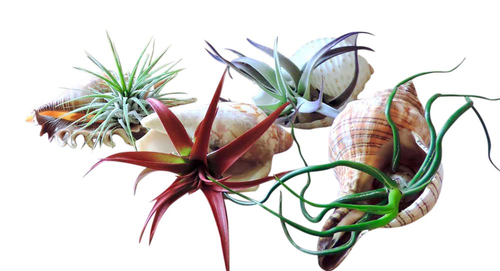 Sea Shell Air Plant – Kremp Florist