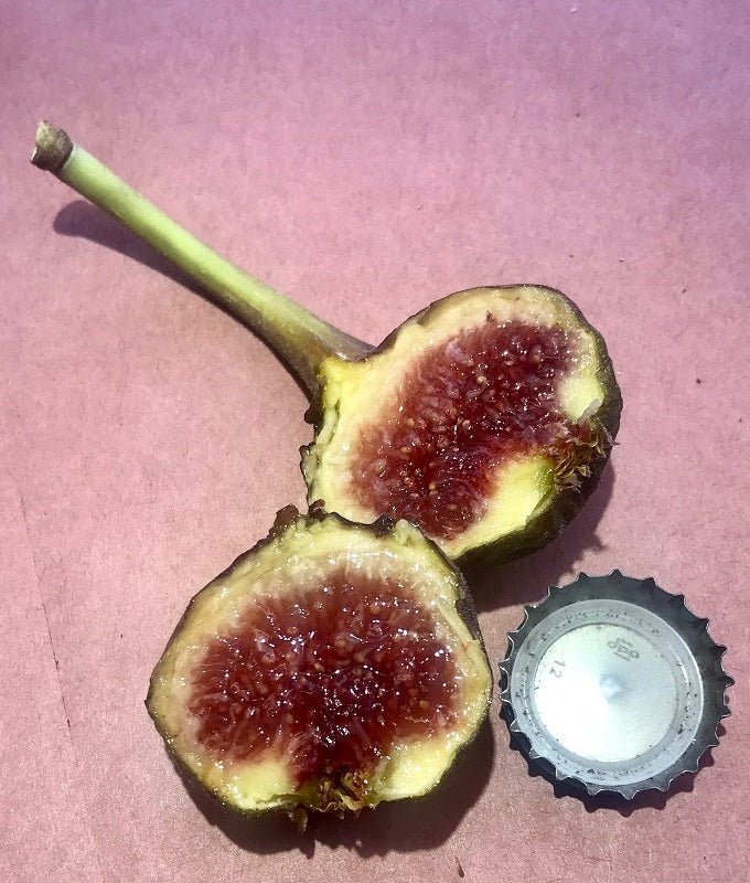 Sylvester Unknown Fig – Kremp Florist