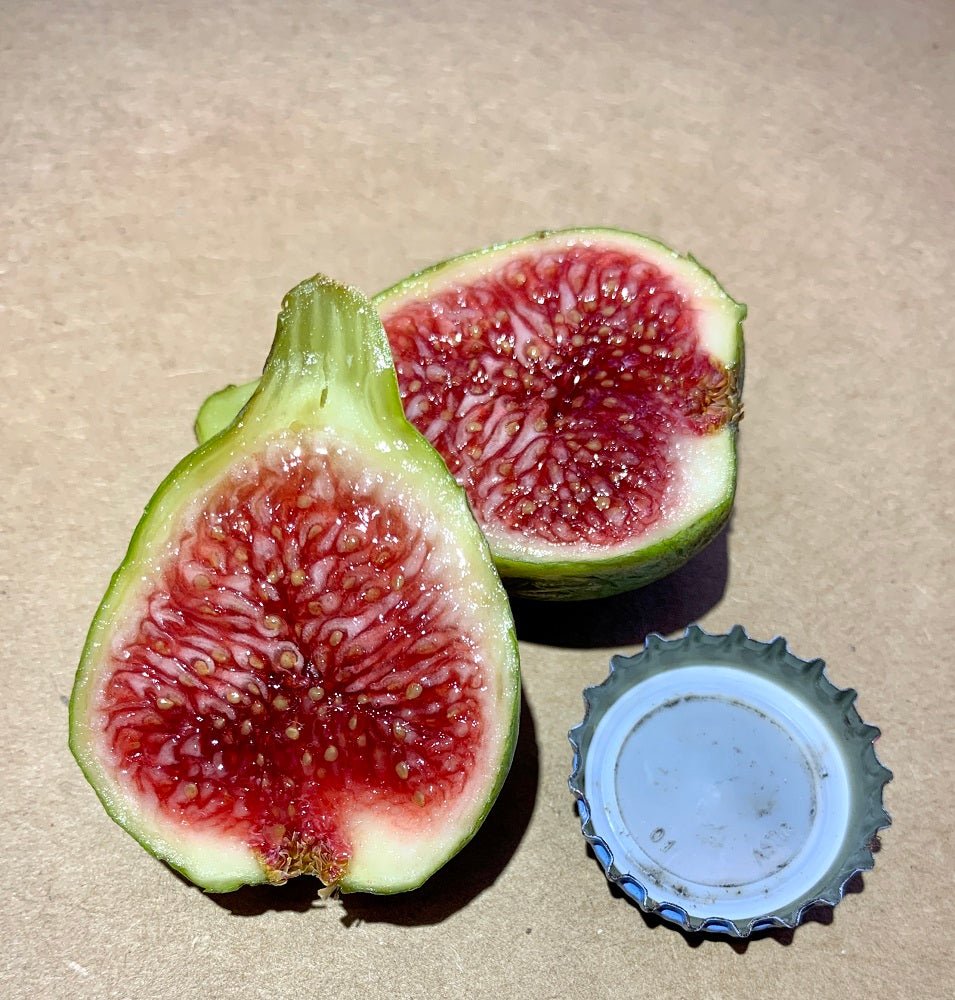 White Madeira #1 Fig – Kremp Florist