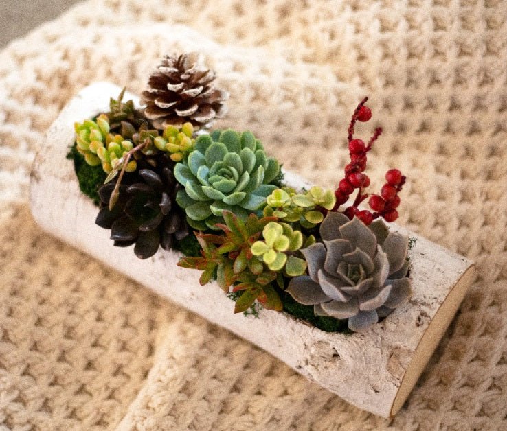 Winter Succulent Log| Kremp Florist