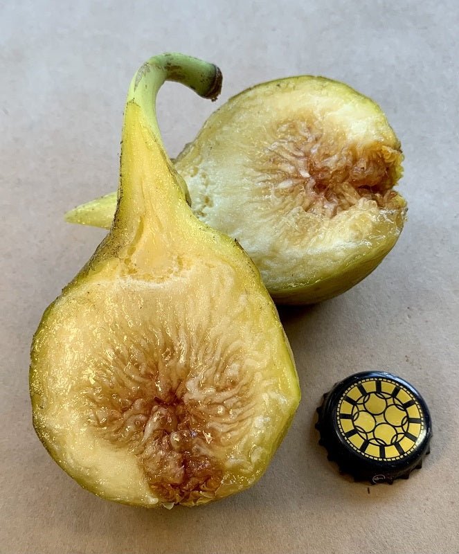 Yellow Long Neck Fig – Kremp Florist